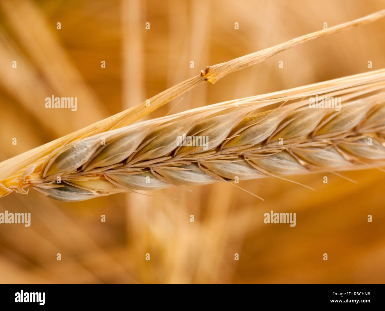 Rye grass seed head hi-res stock photography and images - Alamy