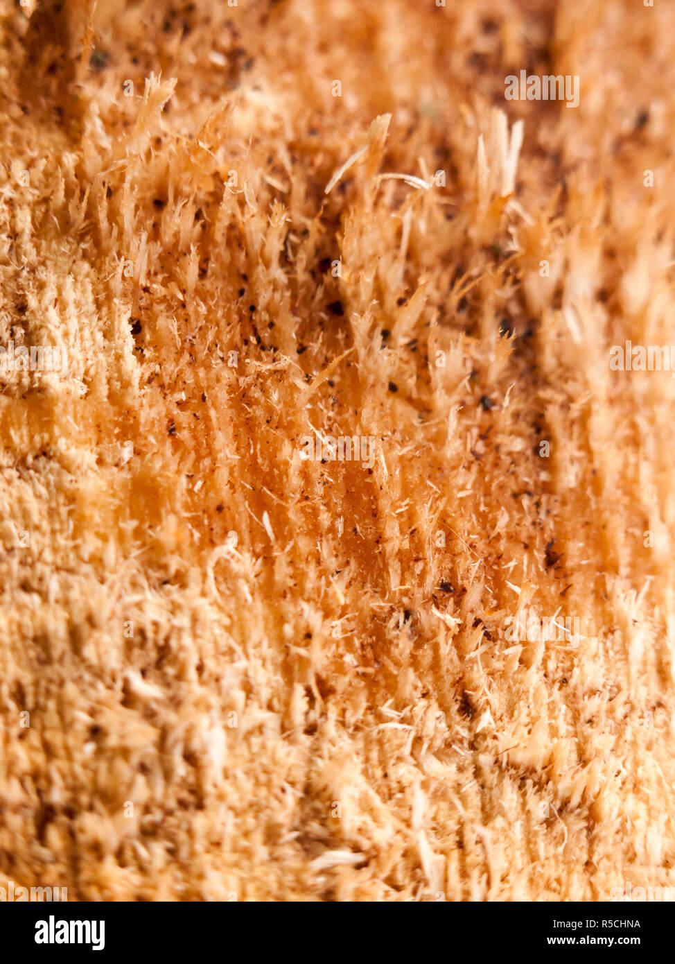 close up texture of wood surface outside Stock Photo - Alamy
