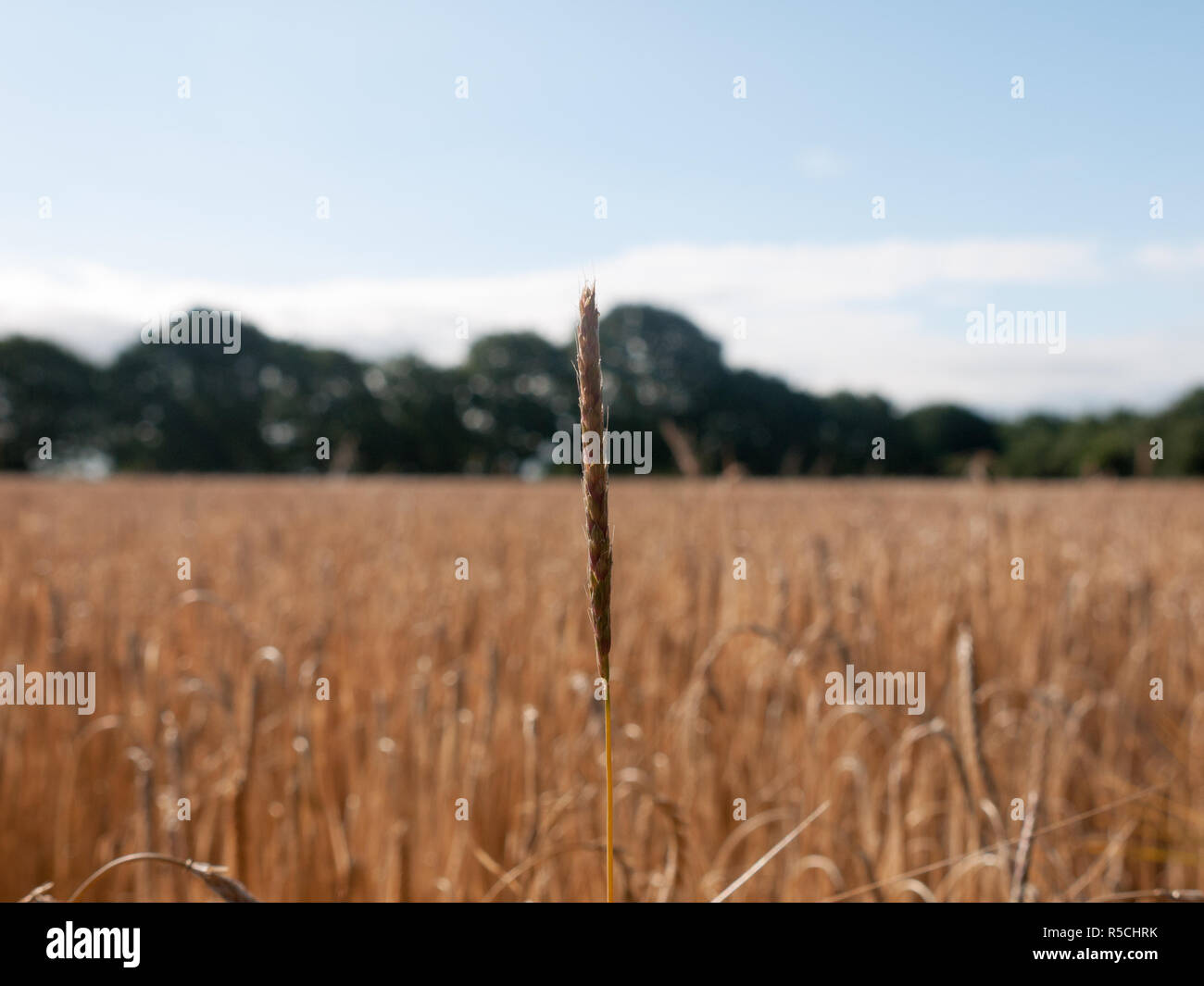 Stock Photo - single strand of field of golden grass wheat in summer ...