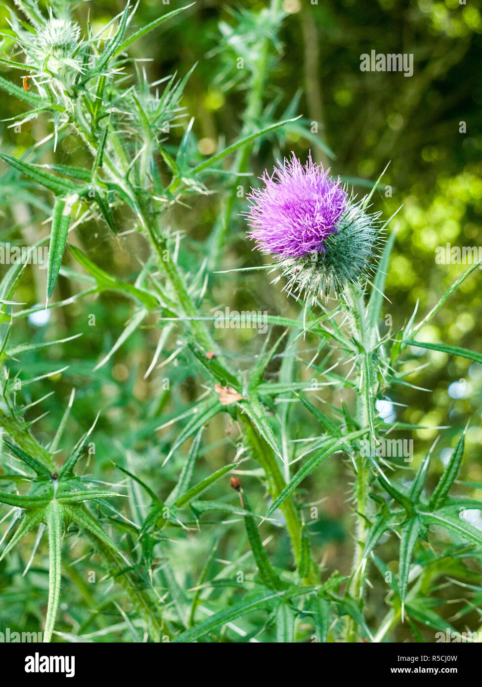Stock Photo - pink thistle isolated outside on plant in summer light ...