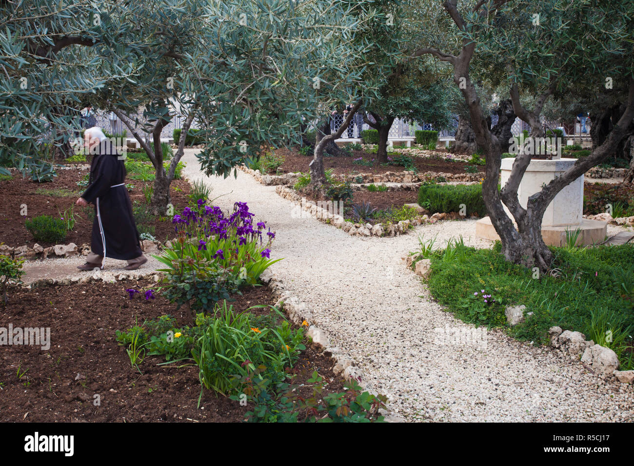 Israel, Jerusalem, Mount of Olives, Garden of Gethsemane Stock Photo ...
