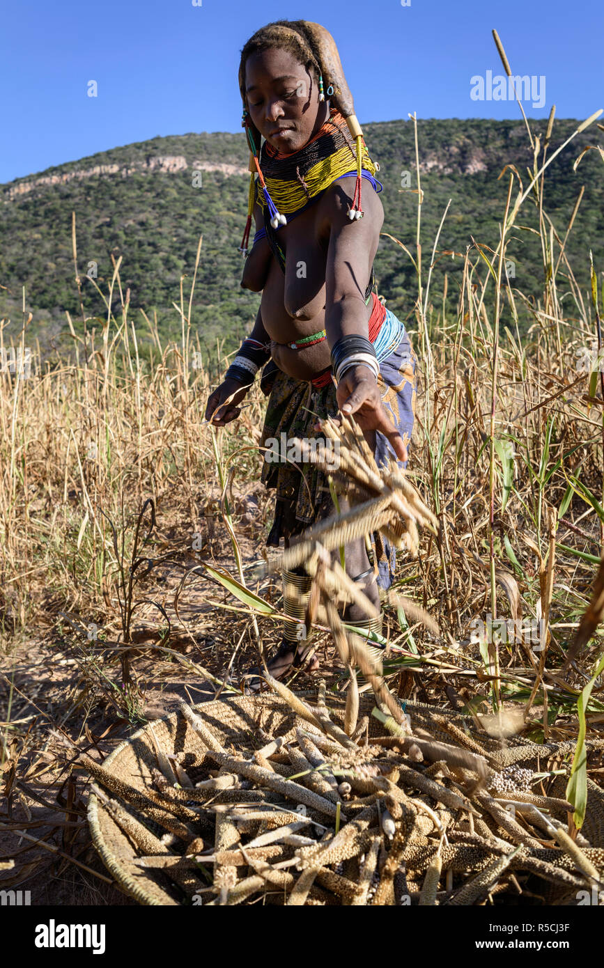 Muila woman with traditional ornaments and hairdo harvesting millet in ...