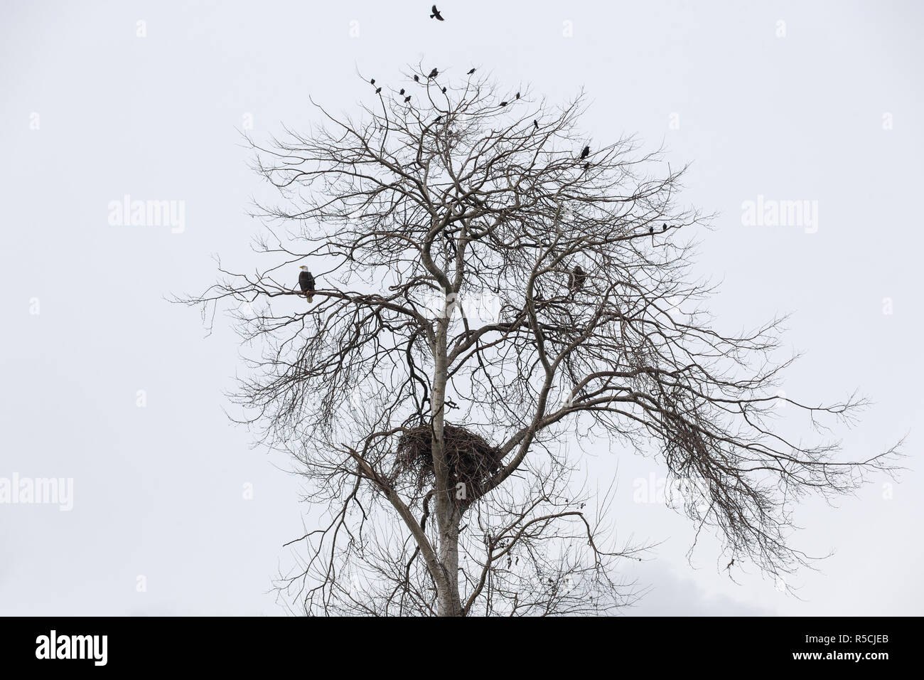 bald eagle nest, common starling and crows, Vancouver Canada Stock ...