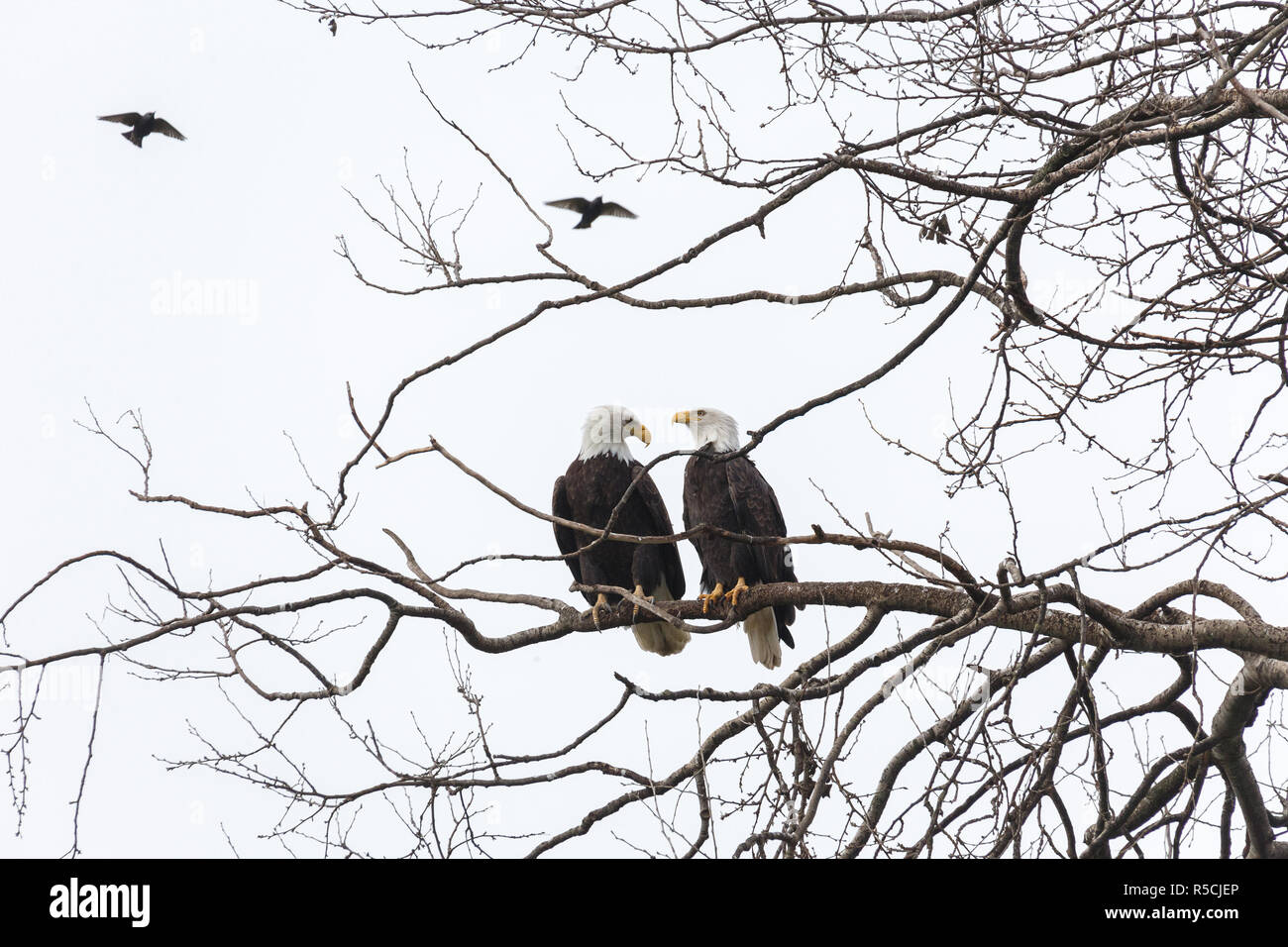 Female bald eagle hi-res stock photography and images - Alamy