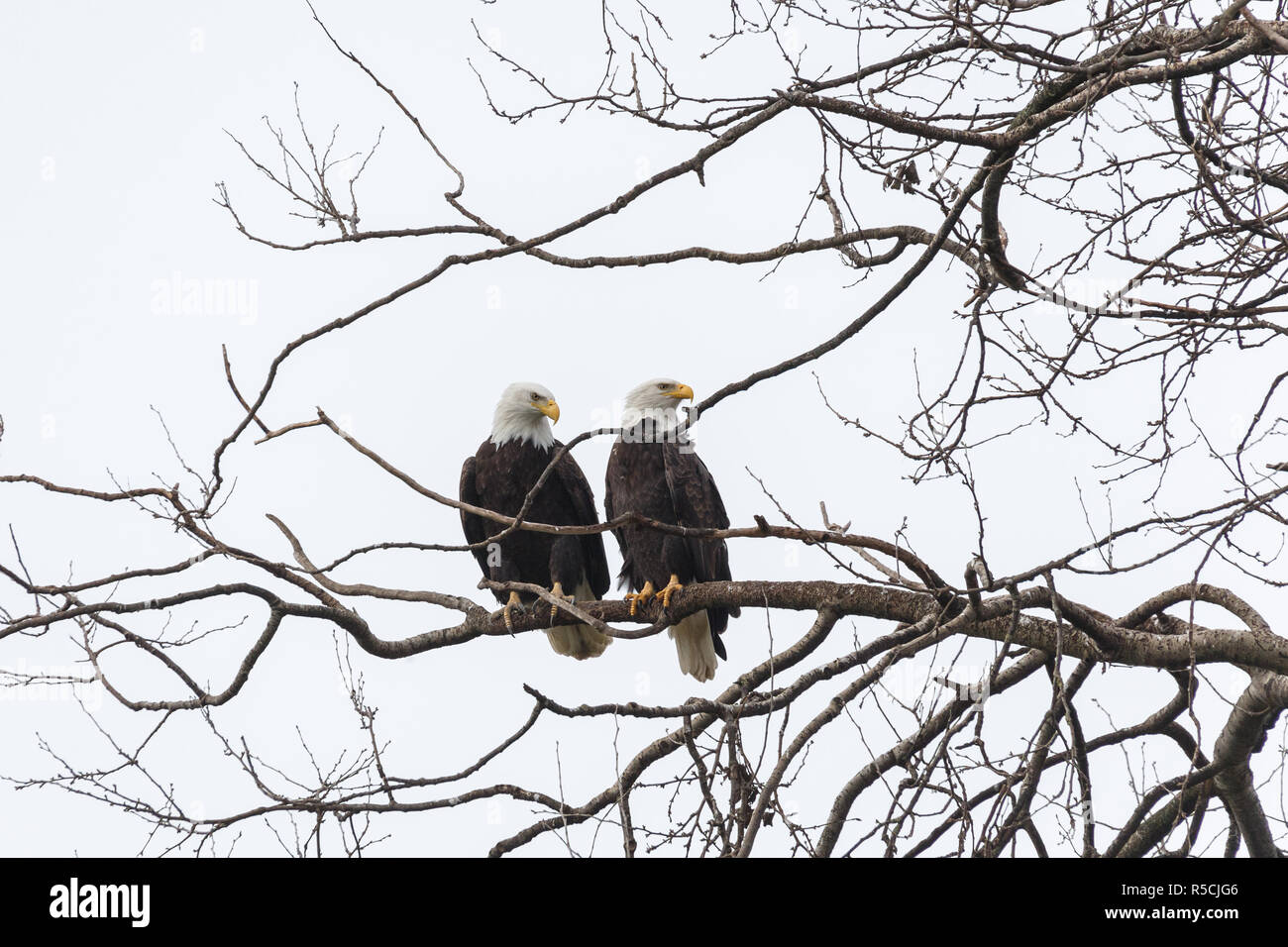 Female bald eagle hi-res stock photography and images - Alamy