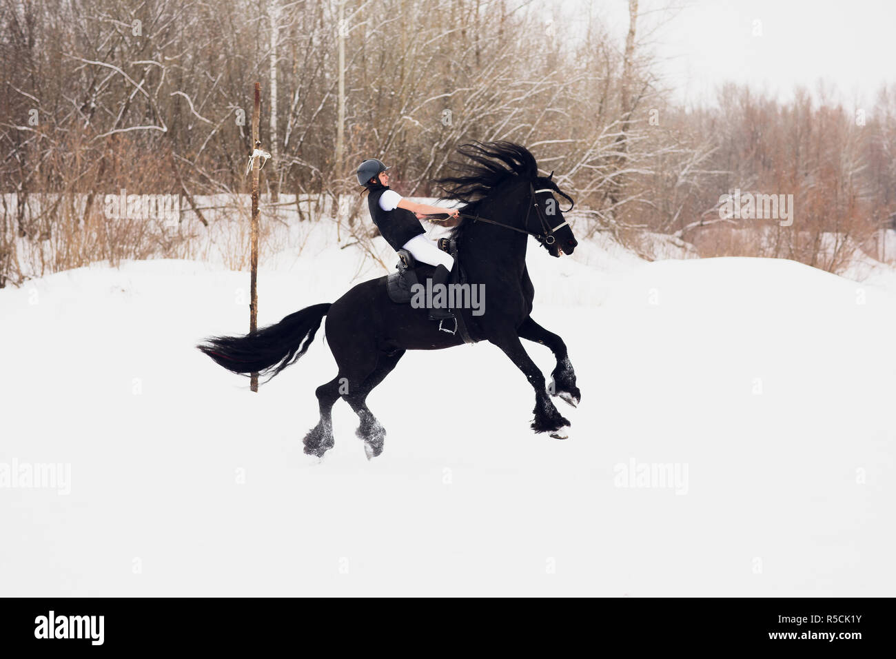 Friesian stallion running in winter field. Rider young girl is riding ...