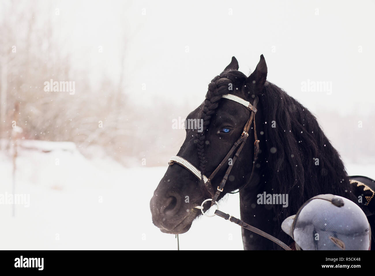 Friesian horse with rider hi-res stock photography and images - Alamy