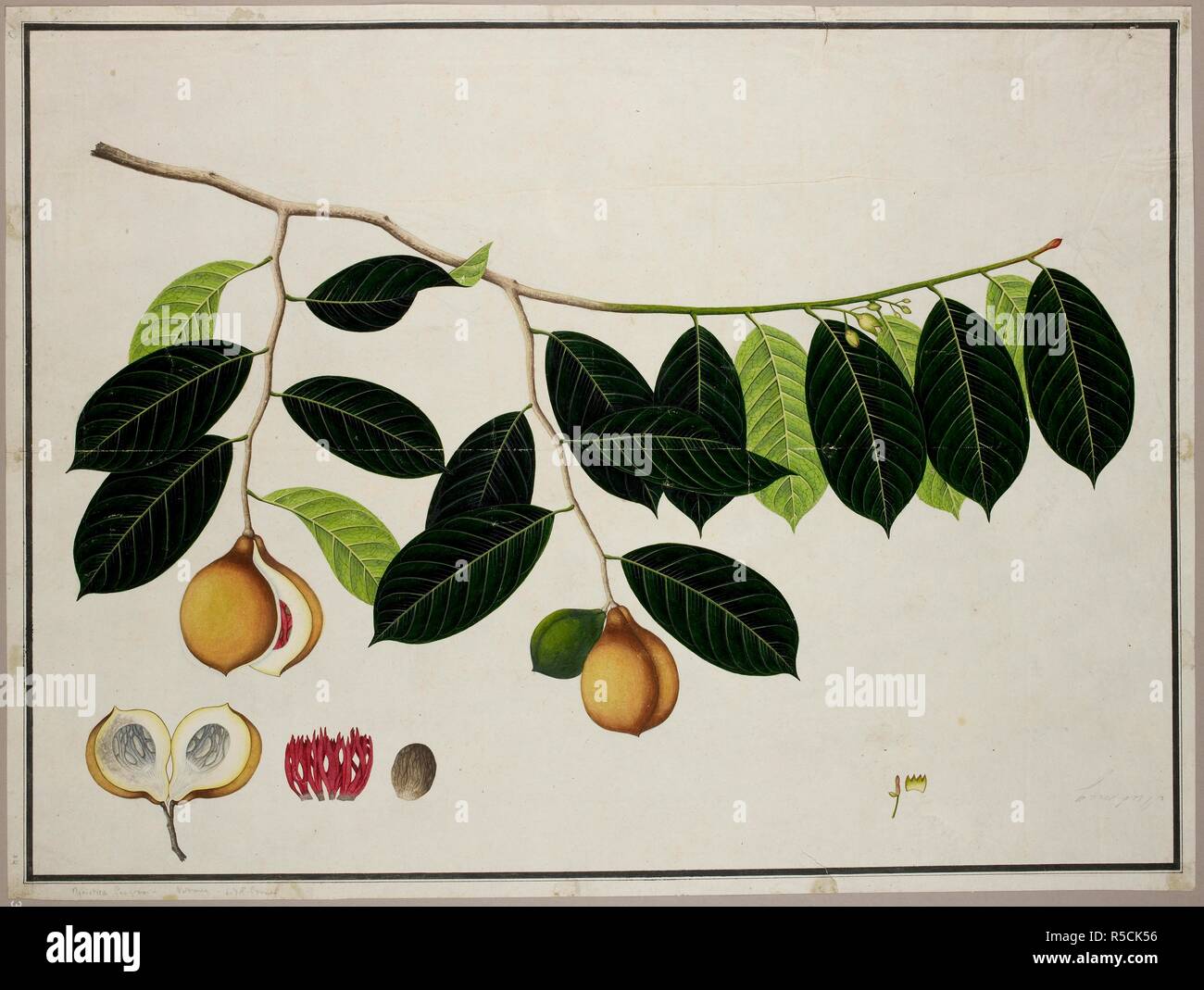 Nutmeg tree 40 drawings of plants at bencoolen hi-res stock photography ...
