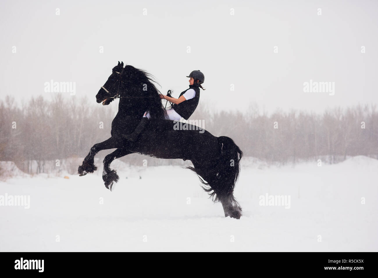 Friesian stallion running in winter field. Horse Stock Photo - Alamy