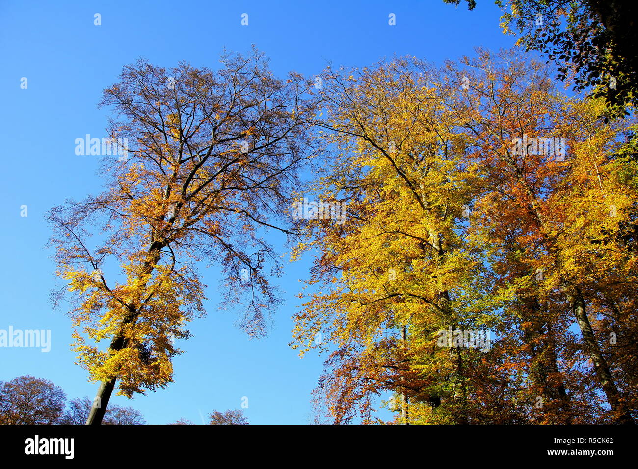 Baumkronen hi-res stock photography and images - Alamy