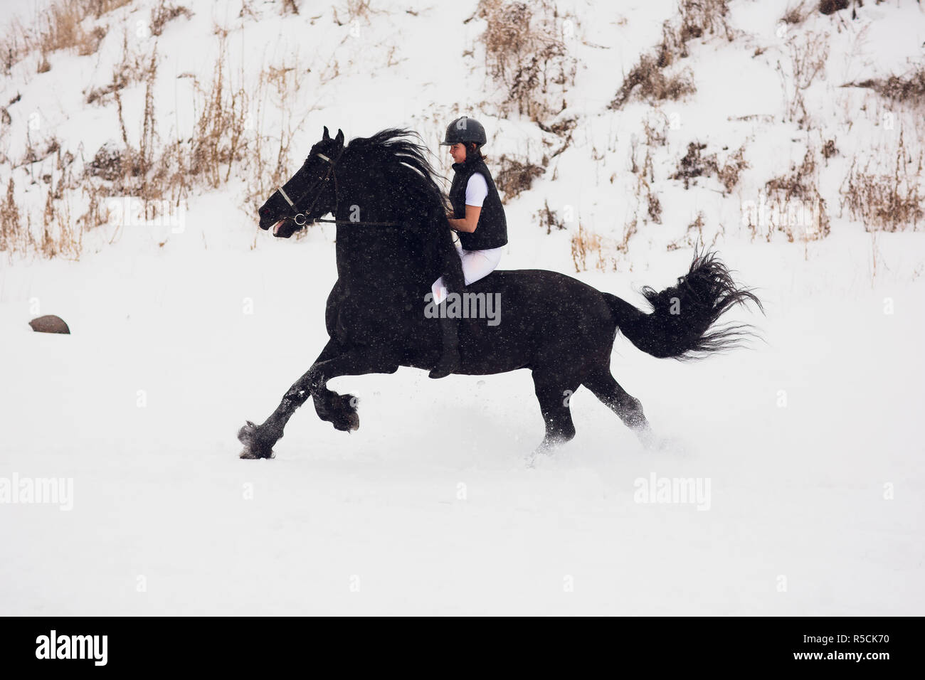 Friesian stallion running in winter field. Horse Stock Photo - Alamy