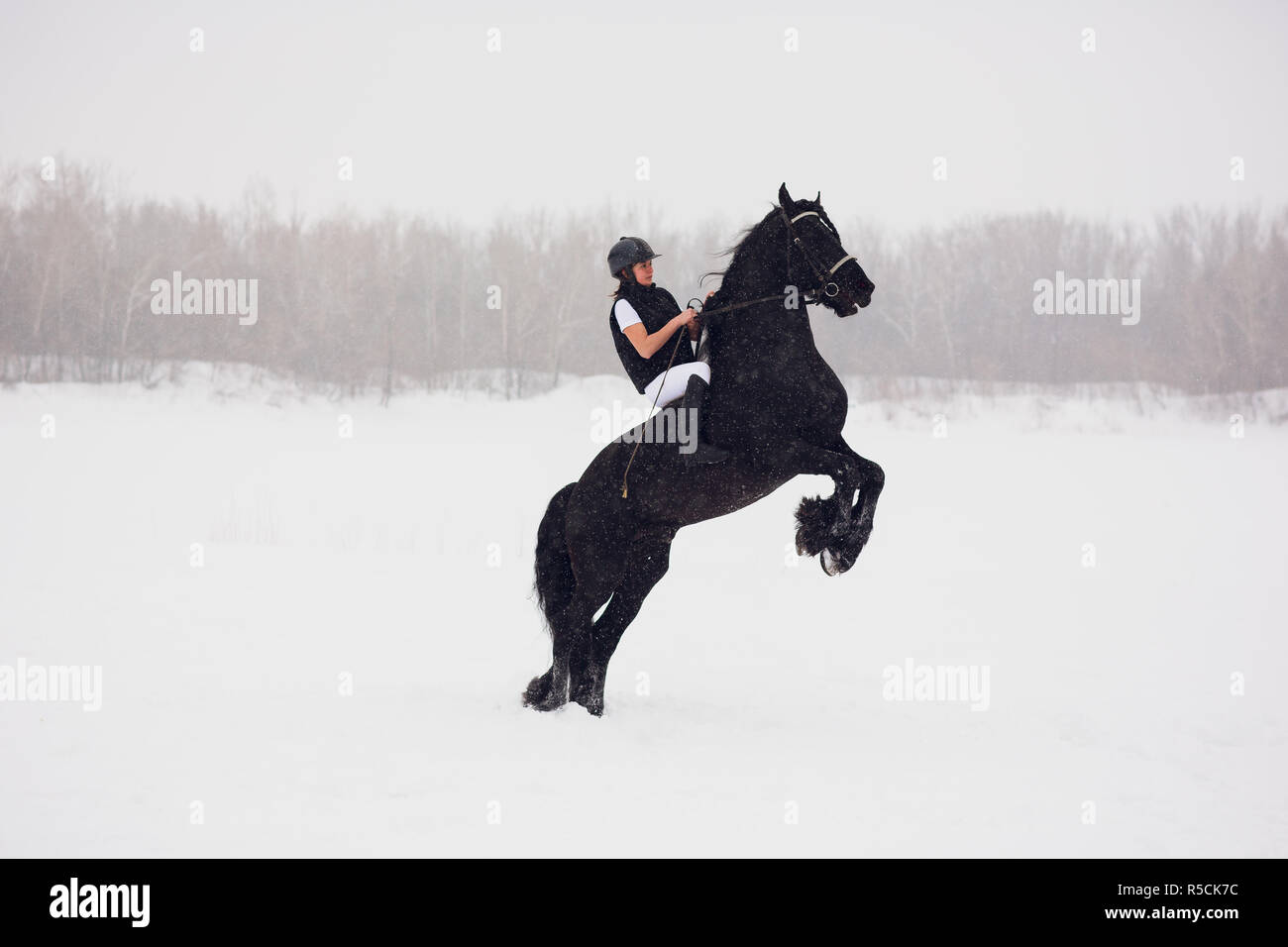 Friesian stallion running in winter field. Horse Stock Photo - Alamy
