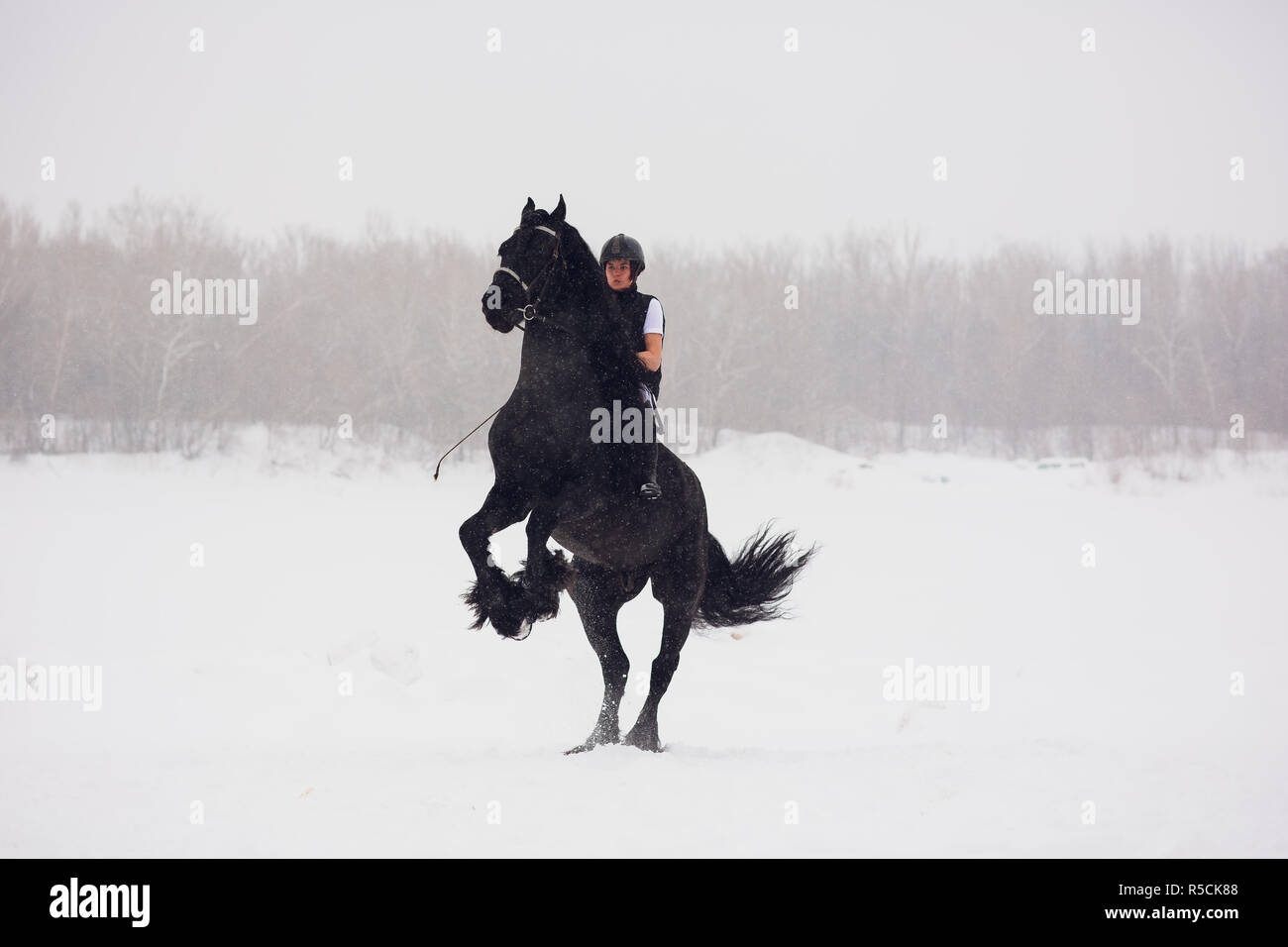 Friesian stallion running in winter field. Horse candles on a blurred ...