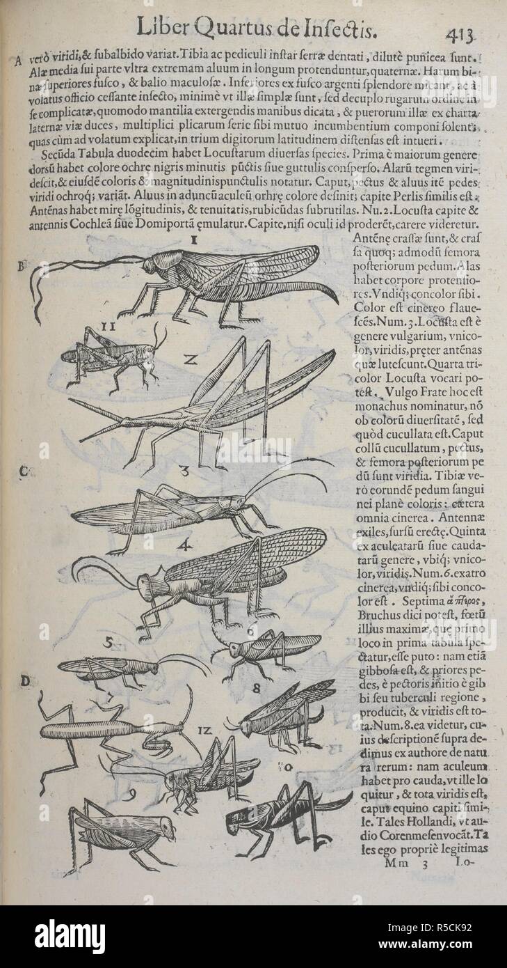 Various winged insects hi-res stock photography and images - Alamy