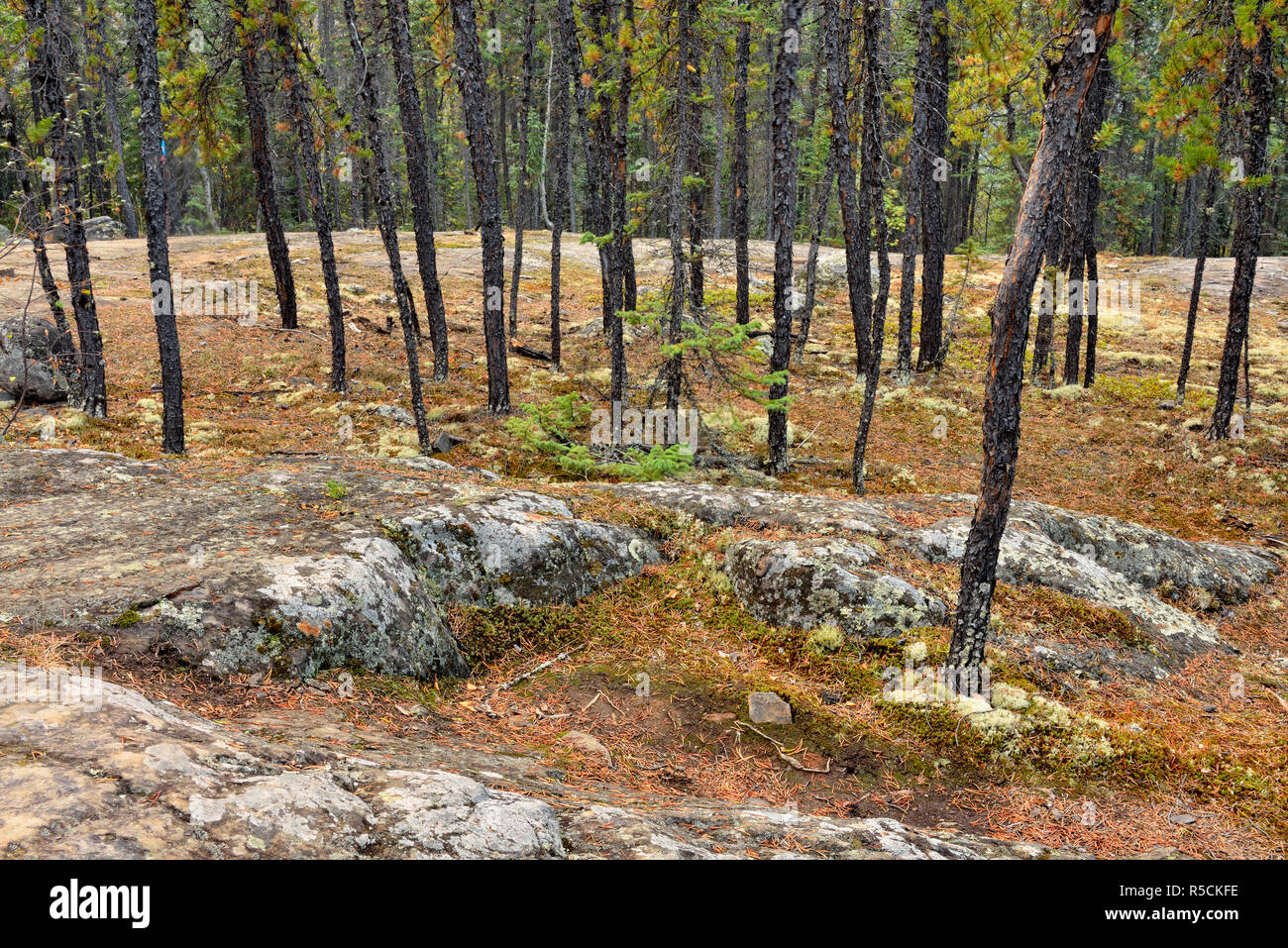 Precambrian rocks canadian shield hi-res stock photography and images ...