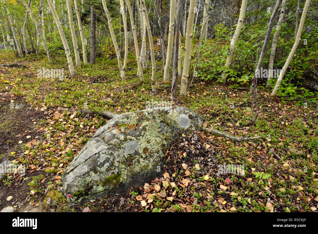 Precambrian rock formations with lichens and aspen tree trunks ...