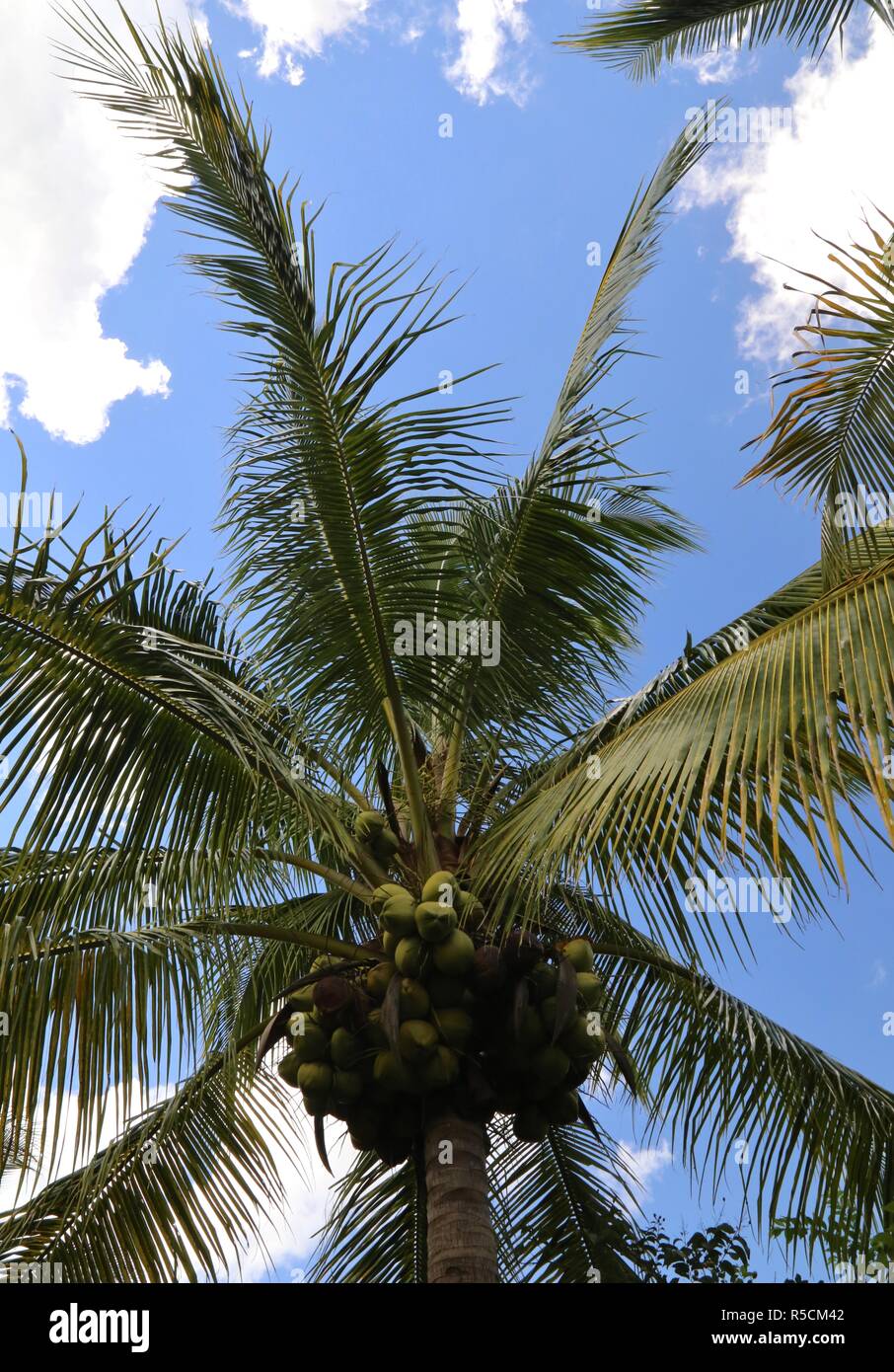 Tropical palm tree Stock Photo - Alamy