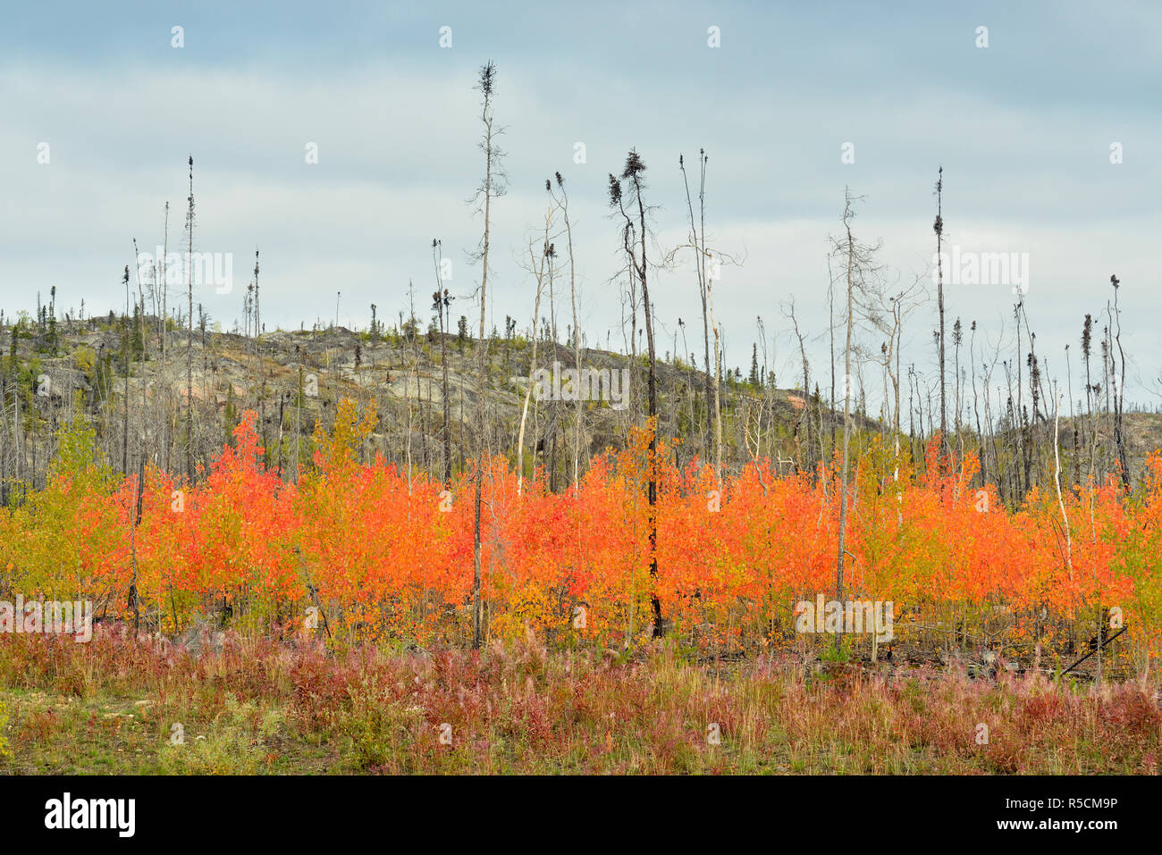 Aspen trees with autumn colour in a forest fire area, Behchoko ...
