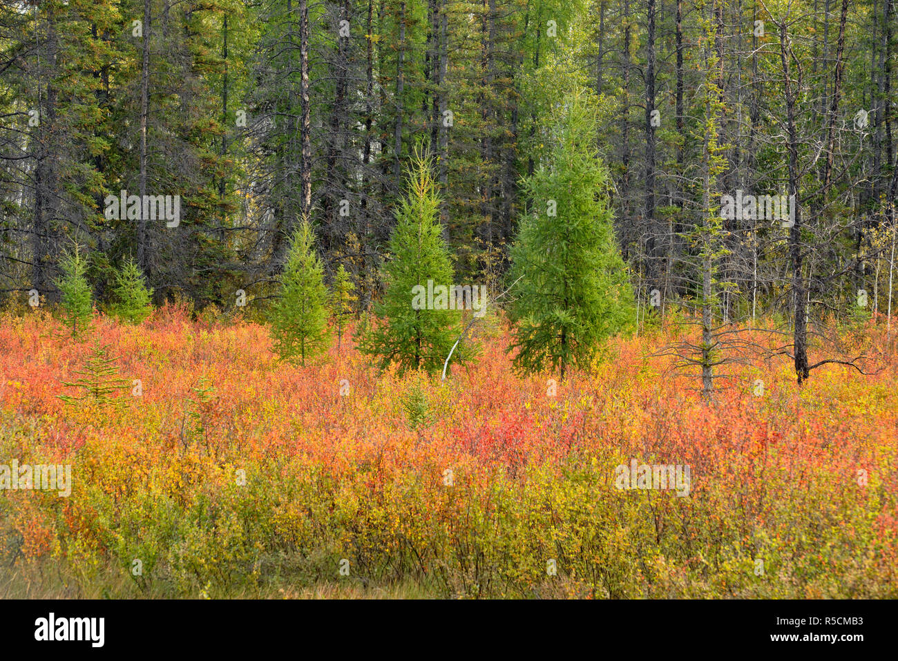 Autumn colour in a boreal wetland, Behchoko, Northwest Territories ...