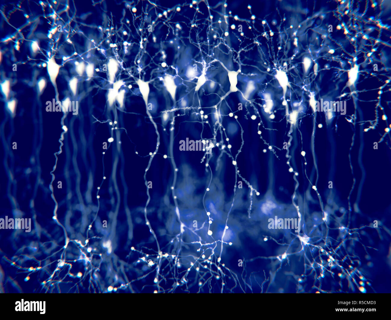 Pyramidal Cell Histology