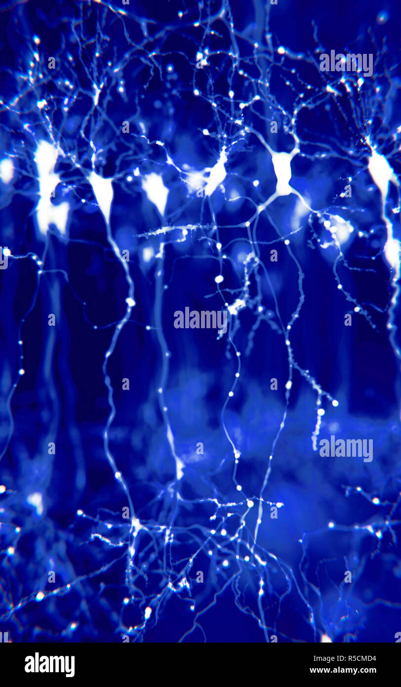 Fluorescence neuron micrograph brain hi-res stock photography and ...