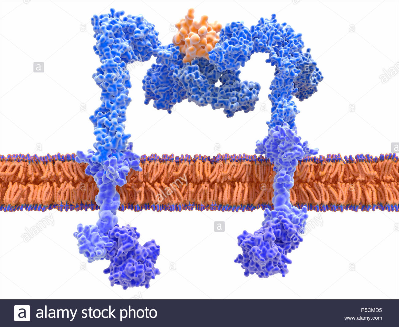 Polypeptide Stock Photos & Polypeptide Stock Images - Alamy