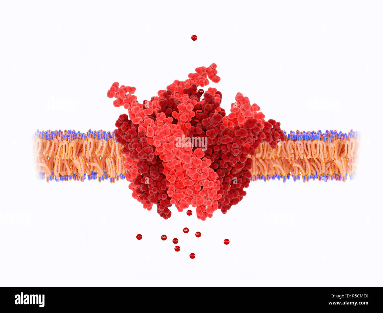 Calcium Ions High Resolution Stock Photography and Images - Alamy