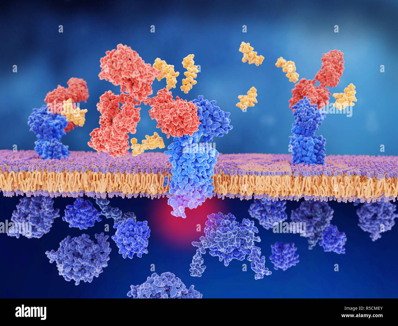 Migraine therapy and CGRP receptor, illustration. Monoclonal antibodies ...