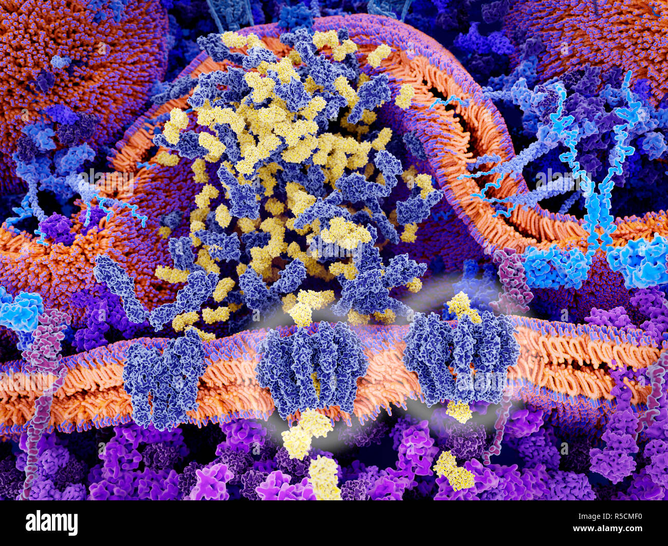 CAR T cell cancer immunotherapy. Illustration of the membrane of a cell ...