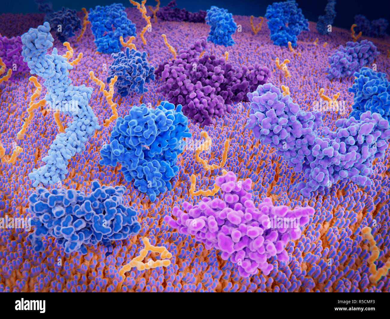 Natural killer t cells hi-res stock photography and images - Alamy