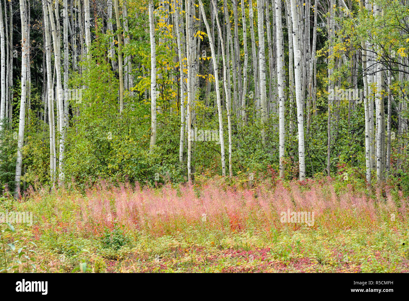 Aspen woodland with roadside fireweed in autumn colour, Highway 1 to ...