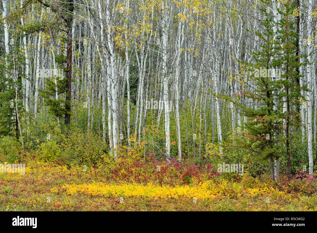 Aspen woodland with roadside fireweed in autumn colour, Highway 1 to ...