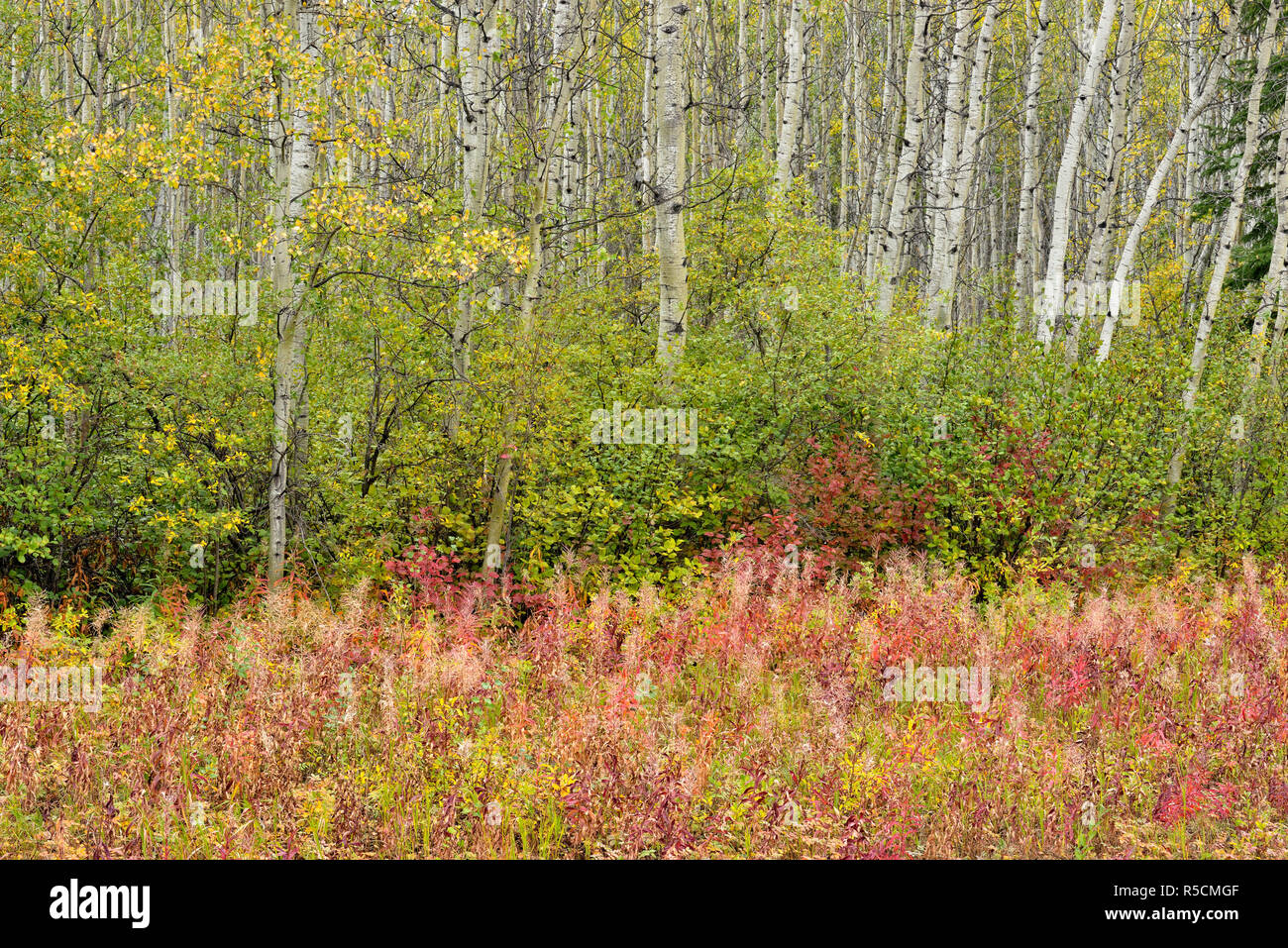 Aspen woodland with roadside fireweed in autumn colour, Highway 1 to ...
