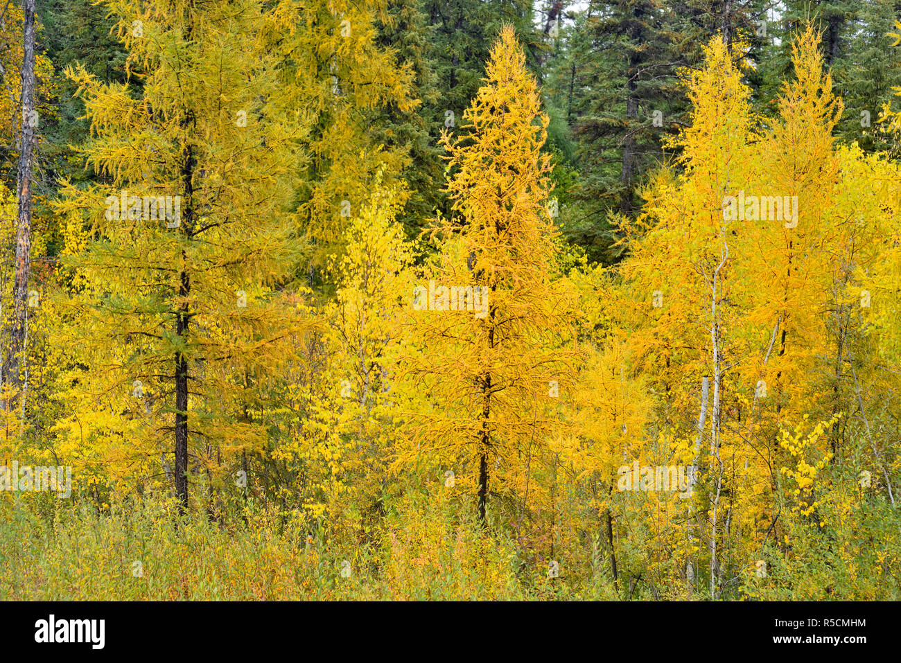 Larch trees in fall colour hi-res stock photography and images - Alamy