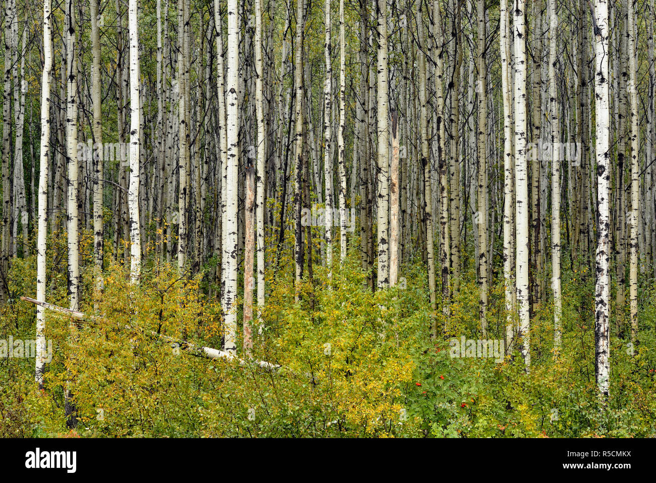 Boreal aspen woodland with early September snow, Northwest Territories ...