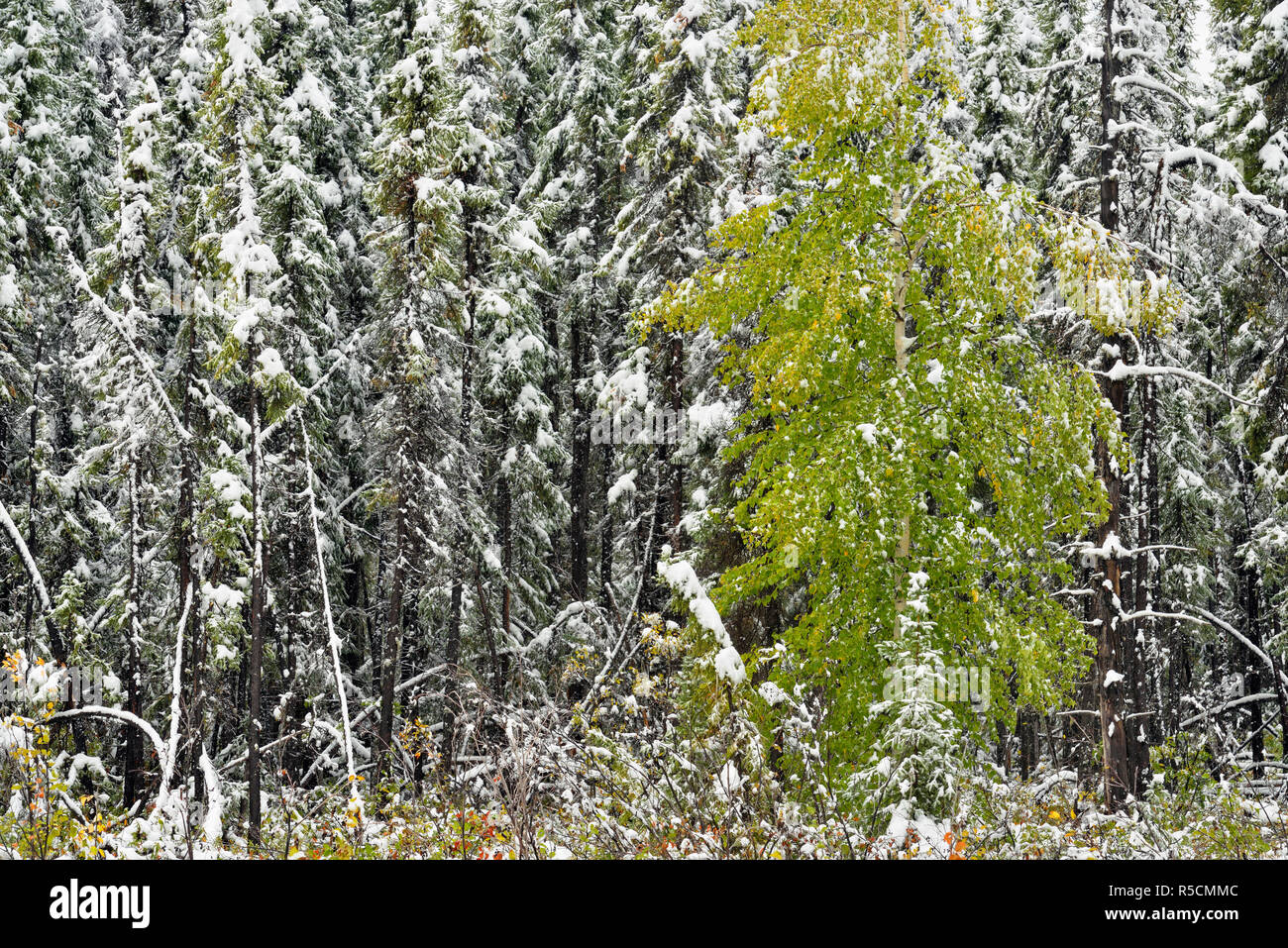 Boreal aspen woodland with early September snow, Liard Trail, Northwest ...