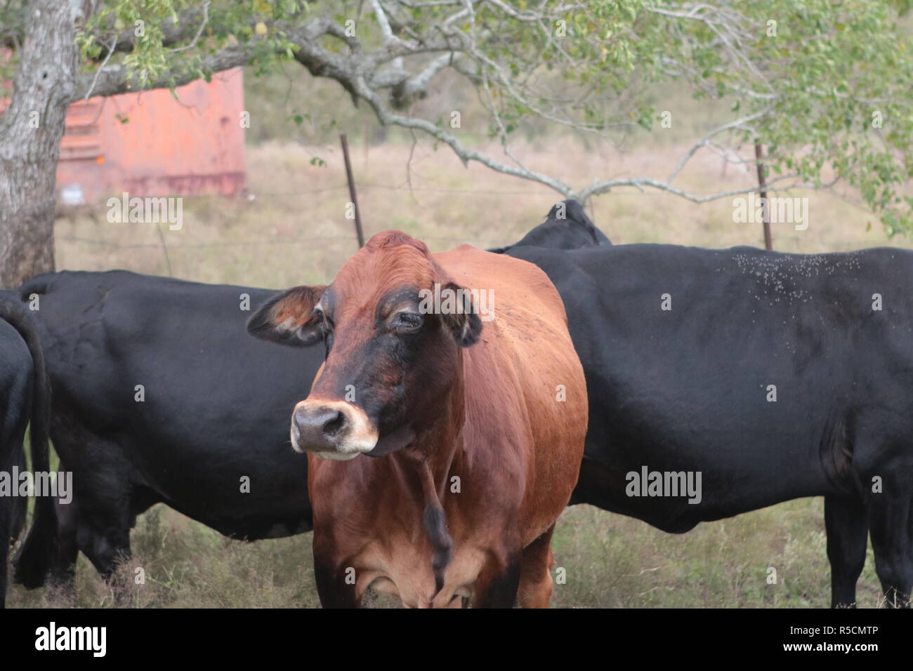 Houston ranch hi-res stock photography and images - Alamy
