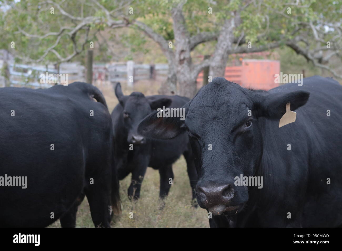Houston ranch hi-res stock photography and images - Alamy