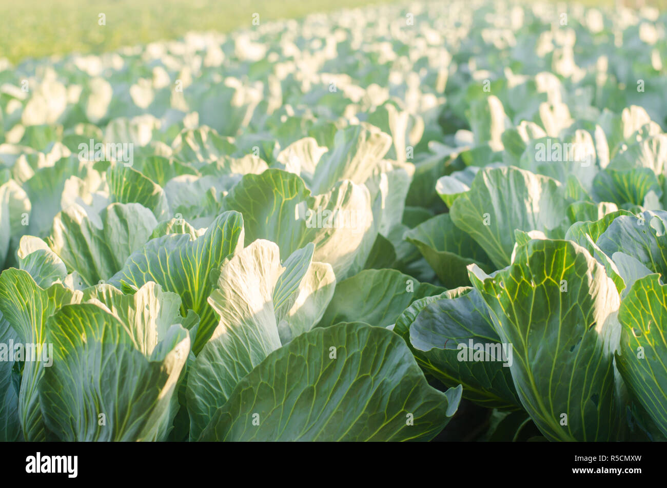 Cabbage plantations grow in the field. fresh, organic vegetables ...