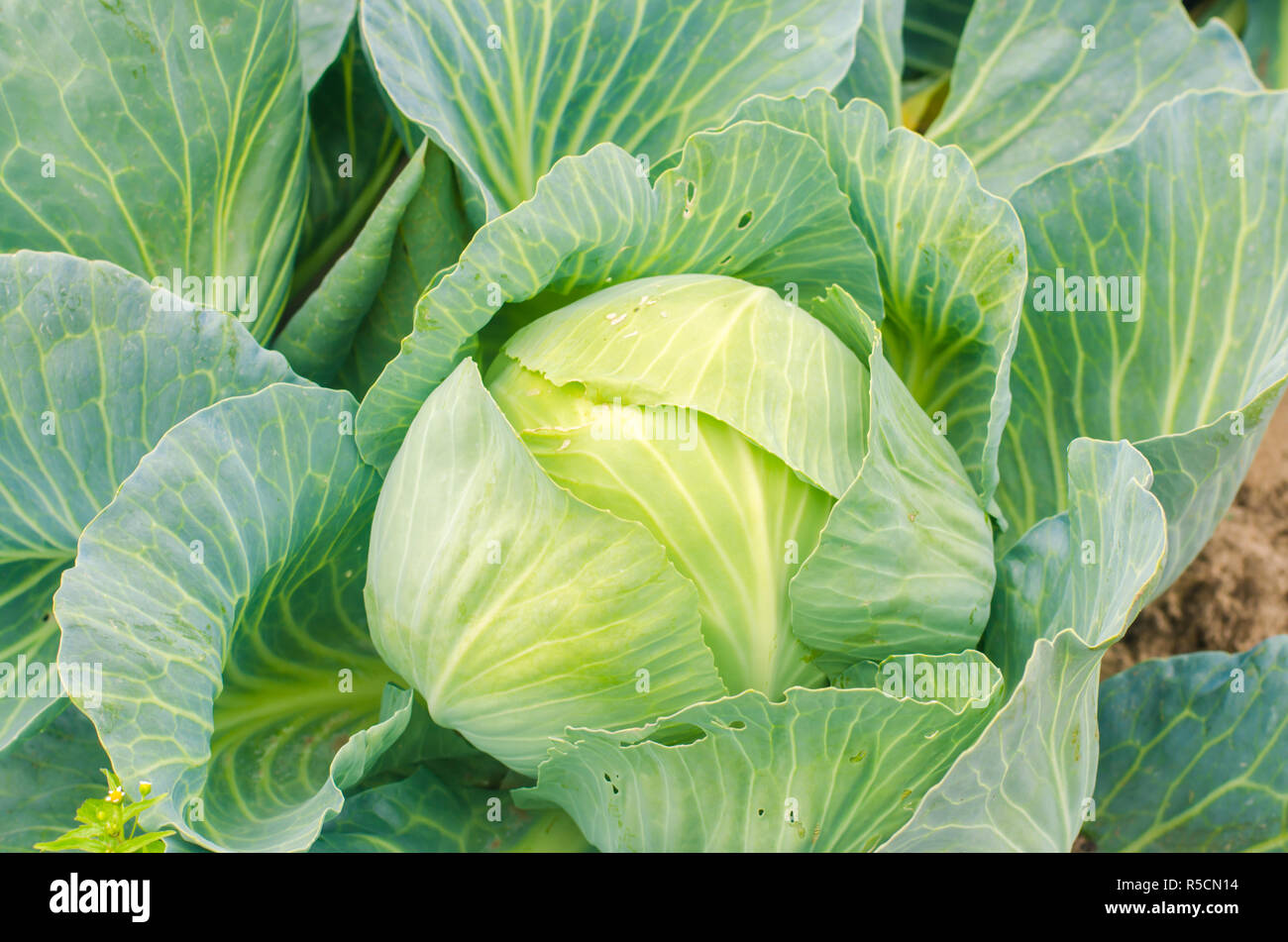 worm - pest of cabbage. disease of vegetables in the field. enemy ...