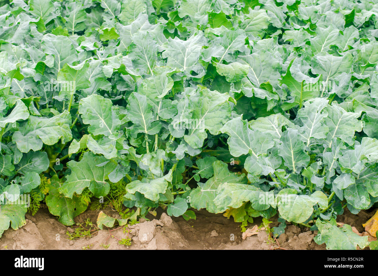 broccoli growing in the field. fresh organic vegetables agriculture ...