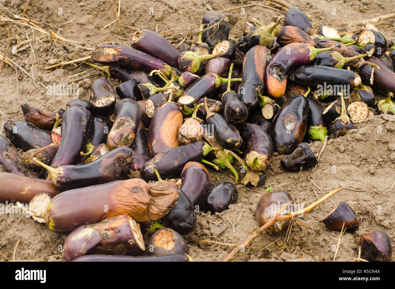 rotten spoiled eggplant vegetables lie on the field. poor harvest ...