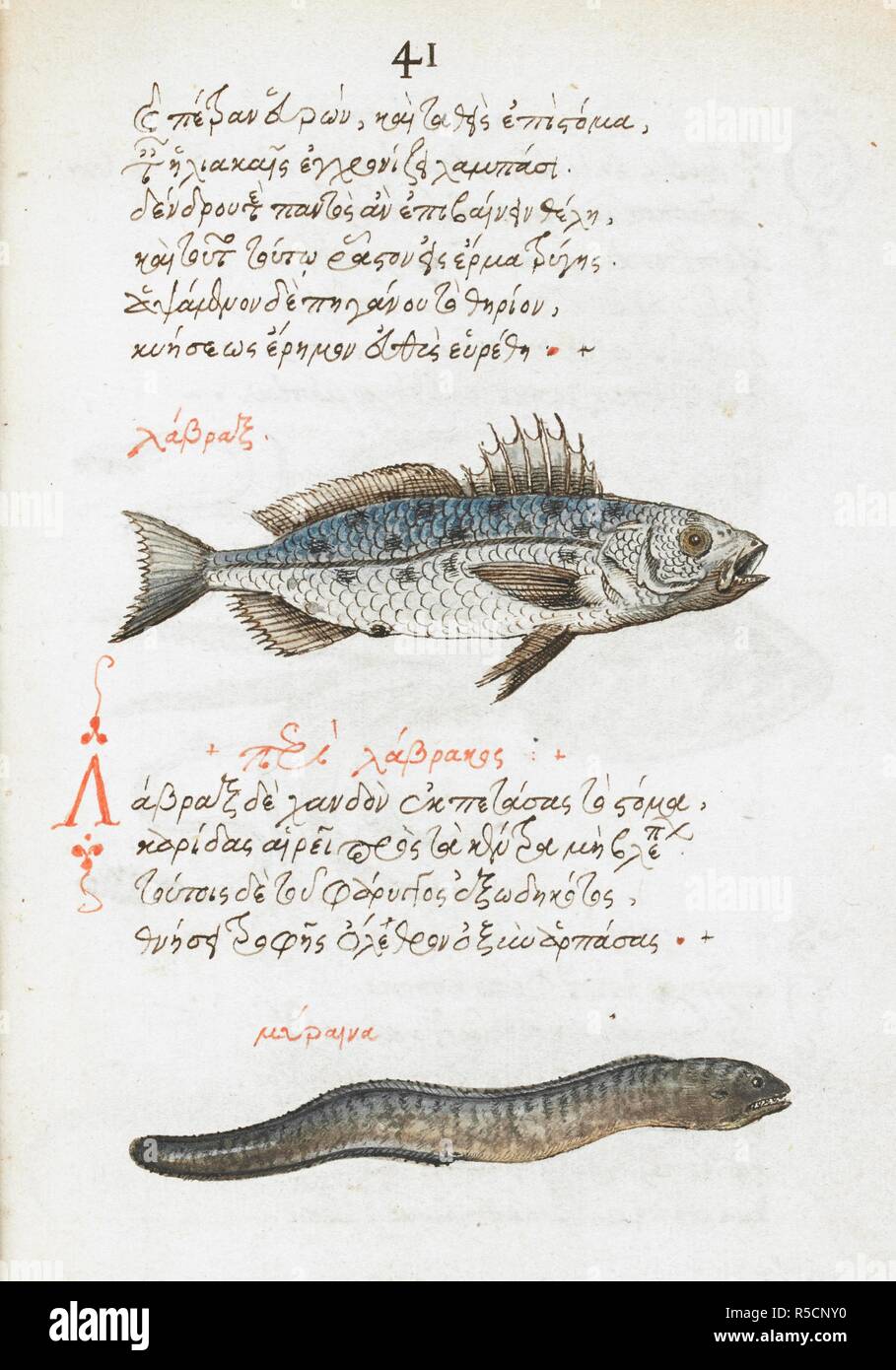 Pen and ink drawing of eel hi-res stock photography and images - Alamy