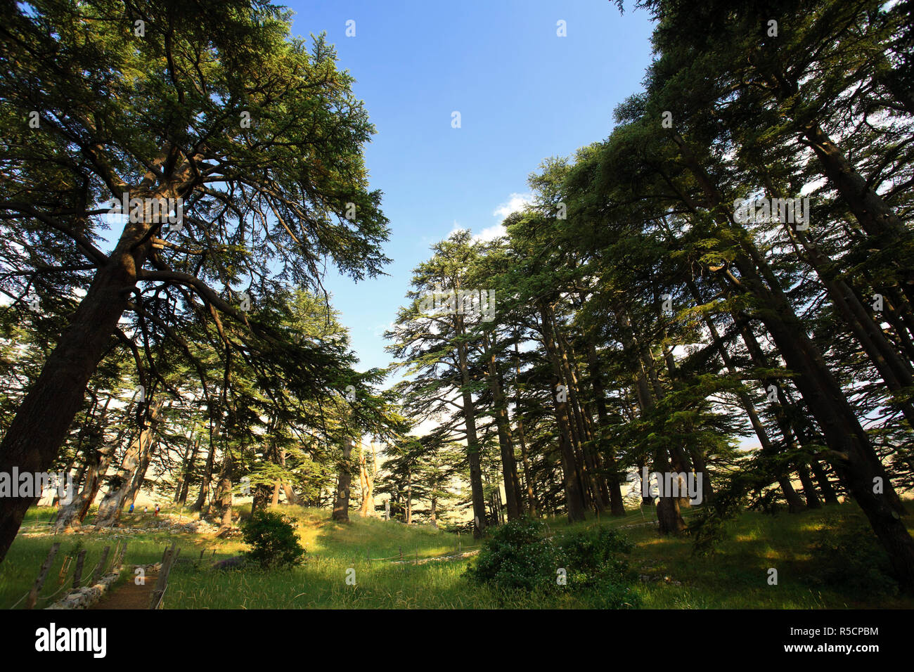 Lebanon forest hi-res stock photography and images - Alamy