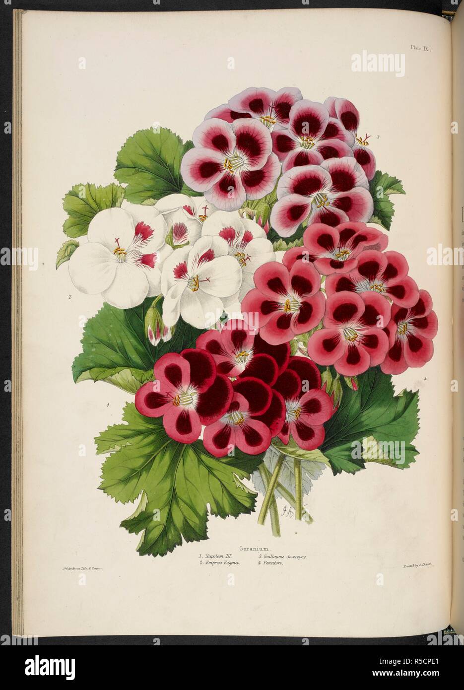 Planta napoleon hi-res stock photography and images - Alamy