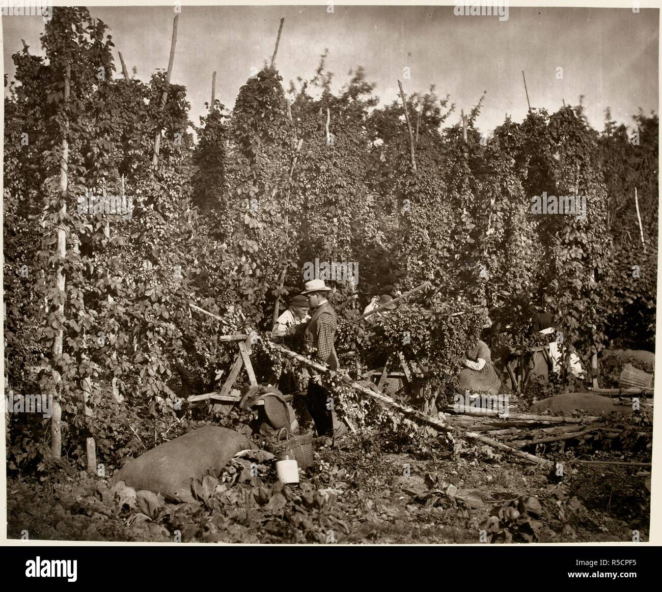 Hop picking in kent hi-res stock photography and images - Alamy