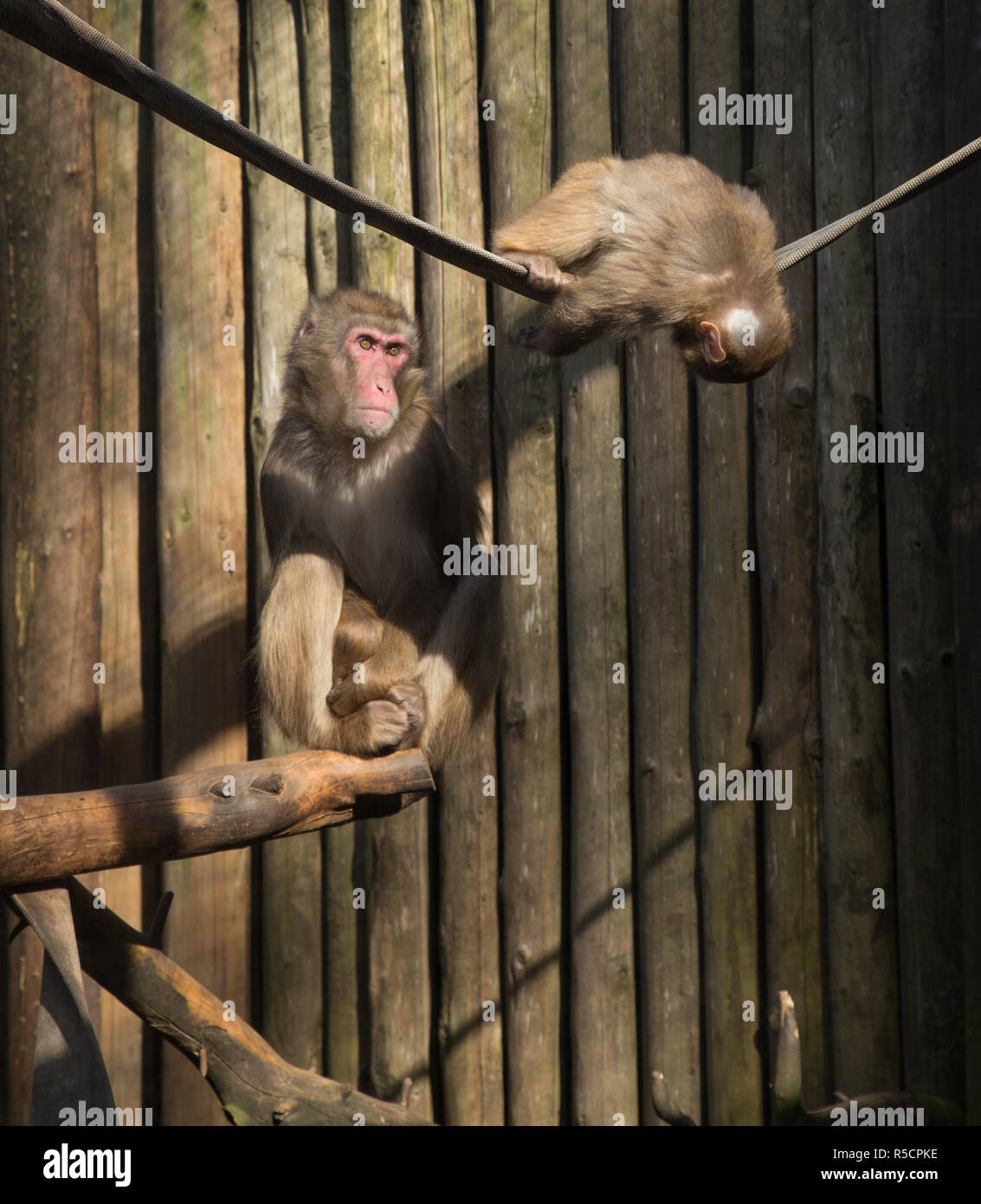 monkey zoo Africa mammal animal Stock Photo - Alamy