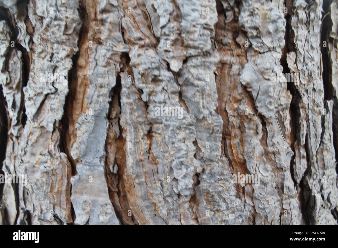 Close view of a bark of an old tree Stock Photo - Alamy