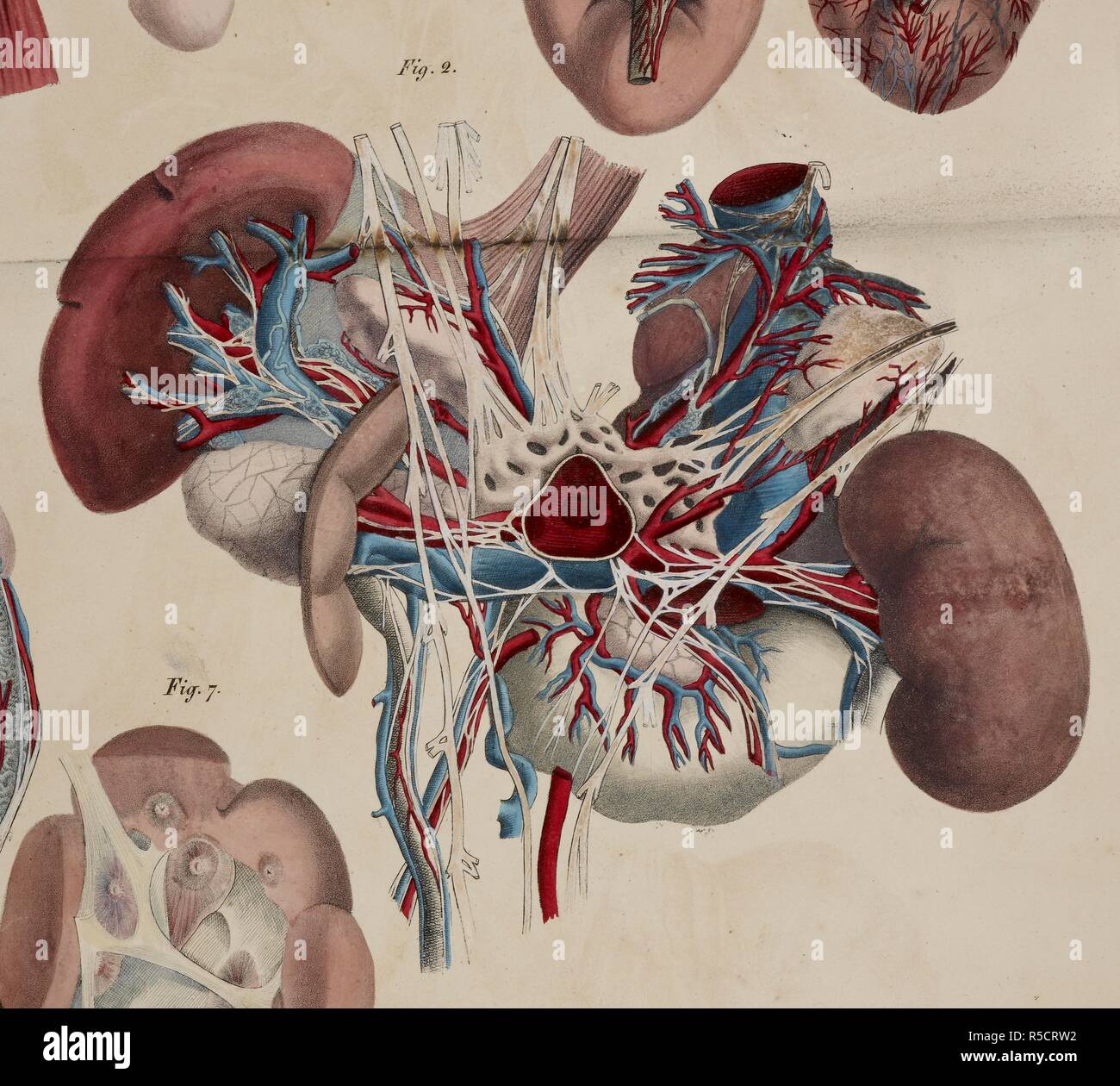 Anatomical drawing. Anatomical prints of the human body with natural ...