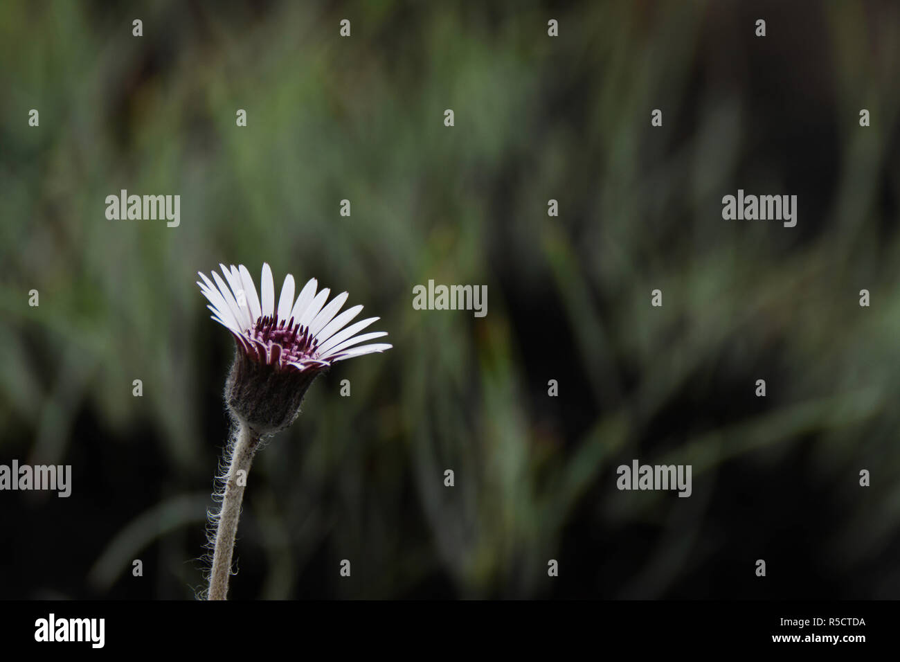 Wild White And Purple Daisy Flower (castalis spectabilis) In Burnt ...